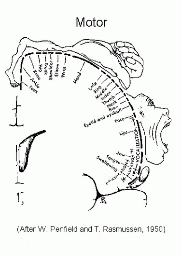 DTI Tractography Challenge Tract - NAMIC Wiki